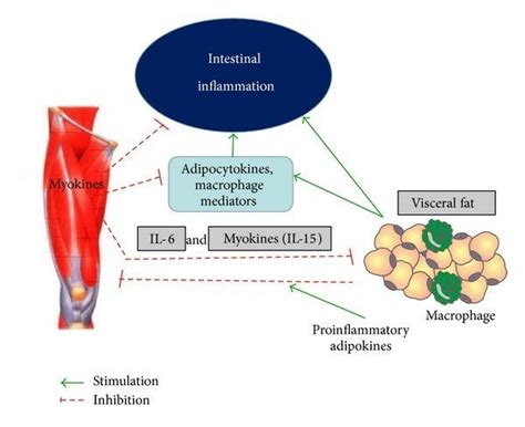 Crosstalk Between Skeletal Muscle Adipose Tissue And Intestinal Download Scientific Diagram