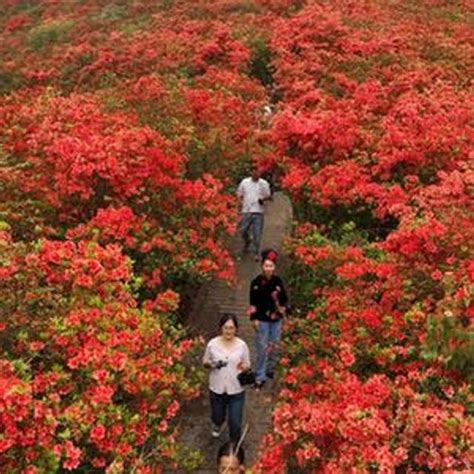 贵州丹寨龙泉山杜鹃花海景致美 新浪图片