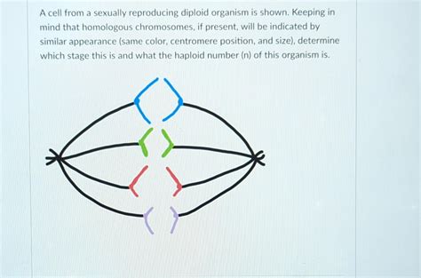 Solved A Cell From A Sexually Reproducing Diploid Organism
