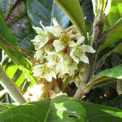 Eriobotrya Japonica In Insole Court