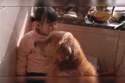 大金毛时刻护着小主人，小主人不听话被妈妈教训了，它还凶女主人