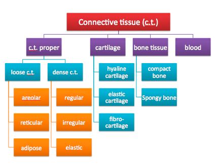 Human Anatomy Lab Tissues
