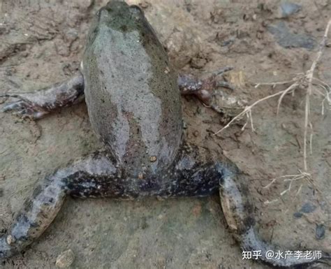 十个蛙场六个腐皮牛蛙腐皮该如何处理 知乎