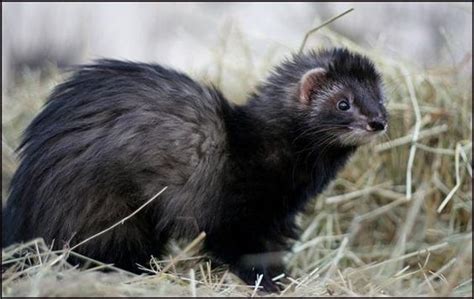 Black Angora Ferret