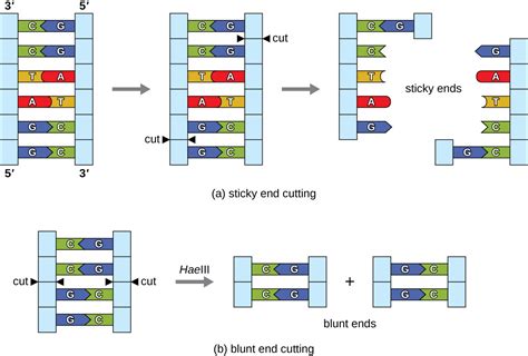 Restriction Enzymes Recombinant Dna