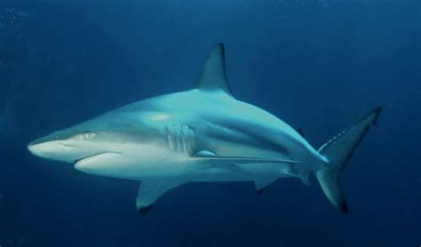 Sharks The Apex Predators Cosmo Science