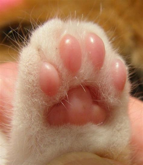 More Scrumptious Toe Bean Footage 26 Beans Şirin Kedi Kedigil