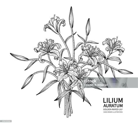 스케치 플로럴 장식 세트 황금 빛 릴리 꽃 그림 흰색 배경에 고립 된 검은 색 라인 아트 손으로 그린 식물 삽화 요소 벡터입니다 0명에 대한 스톡 벡터 아트 및 기타 이미지