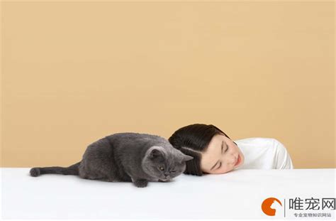猫咪上吐下泻能自愈吗 什么原因导致的 唯宠网