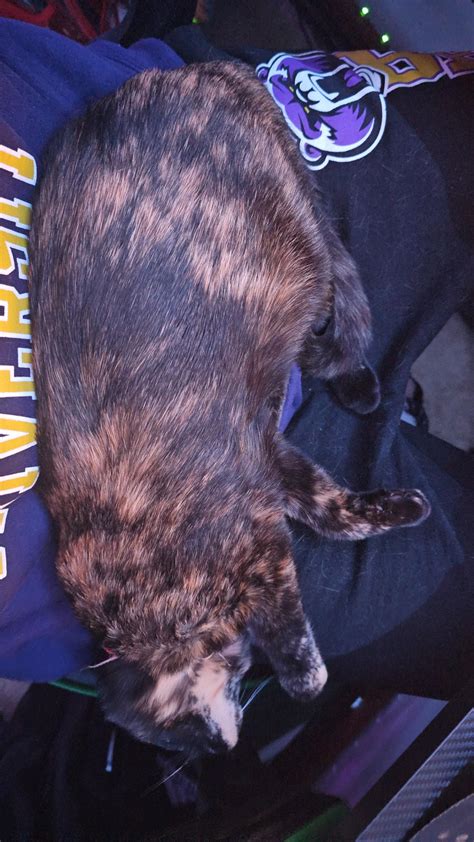 Suzukis Turn For Lap Time R Torties