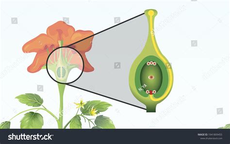 Double Fertilization Plant Biology Chart Stock Illustration 1941809455