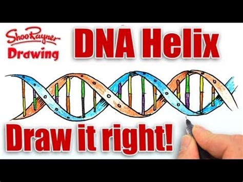Dna Double Helix Drawing At GetDrawings Free Download