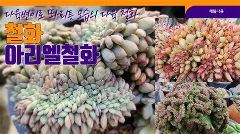 해뜰다육향기보기 아리엘철화오베사철화엘크혼철화사라히메철화구름새철화 샤치철화오팔리나철화 리토세라시스철화다육이키우기