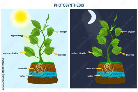 Diagram Of Plant Photosynthesis Photosynthesis Explanation Science