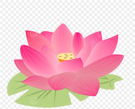 Lily Pad Flower Clipart Lily Pad Clipart Images Free Download Png
