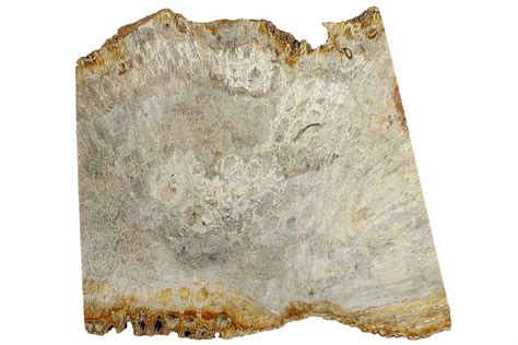 9 1 Polished Fossil Coral Slab Indonesia 307959 For Sale
