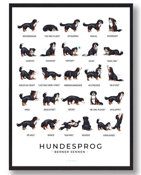 Berner Sennen Hundesprogsplakat Se Alle De Fine Designs