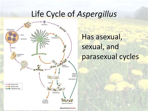 Why Sex Ppt Download