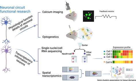 Frontiers Recent Advances In Understanding Neuronal Diversity And Neural Circuit Complexity