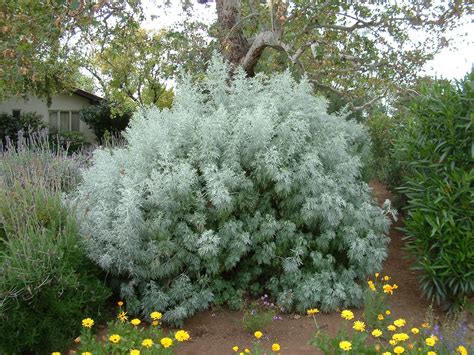 Artemisia Arborescens Silver Wormwood Plant Giardinaggio Piante