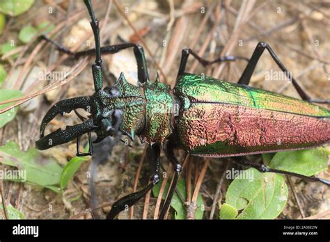 Cerambycidae