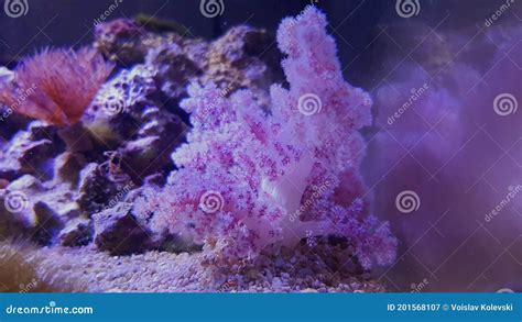 Cauliflower Soft Coral