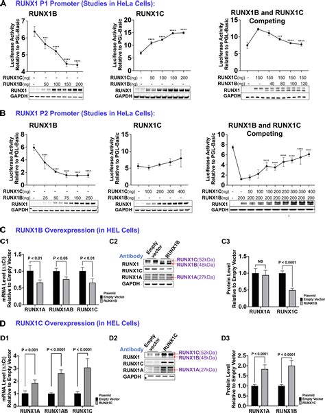 Runx1 Isoforms Regulate Runx1 And Target Genes Differentially In Platelets Megakaryocytes