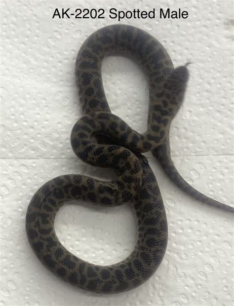 Spotted Python 20000 Australian Reptile Sales And Supplies