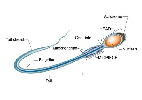 Notes On Sperm Cell Structure Overview Of Anatomy And Mcq For Neet