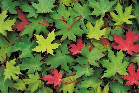 Maple Leaf Classic Shape Green With Red Tips Premium Ai Generated Image