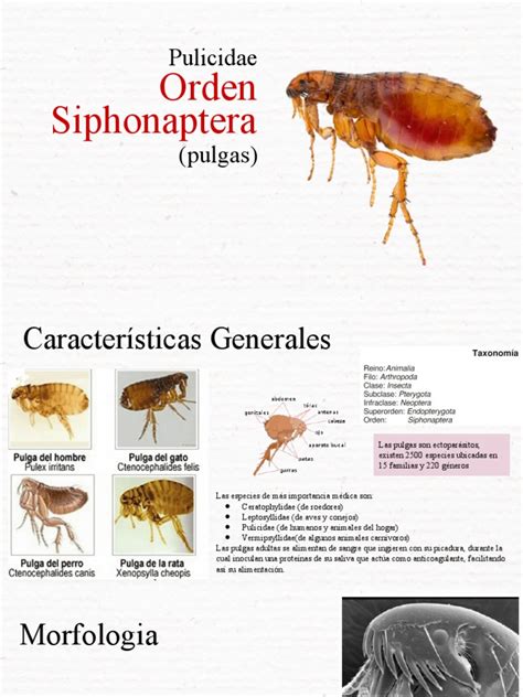 Orden Siphonaptera Pulgas Pdf Hogar Y Jardín Ciencia Y Matemática