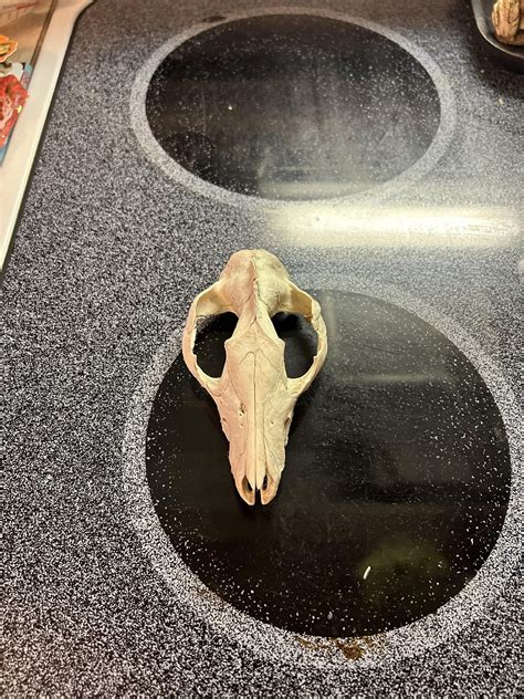 Random Skull Rskulls