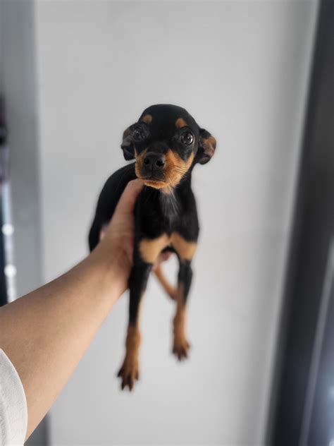 미니핀피니 강아지책임무료분양 컴투펫위탁보호센터 강아지무료분양 고양이무료분양 강아지파양 고양이파양