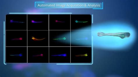 The Benefits Of Automatically Processing Zebrafish Imaging Data