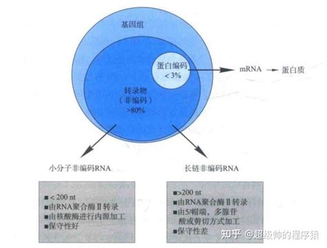 非编码rna（non Coding Rna）生物学功能解读 知乎