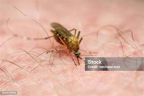지카 감염 모기 물린 리슈만마비 뇌염 황열병 뎅기열 말라리아 질환 마야로 또는 지카 바이러스 전염성 컬렉스 모기 기생충 곤충 매크로 0명에 대한 스톡 사진 및 기타 이미지