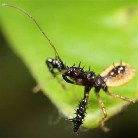 Spiky Assassin Bug Nymph Sinea Bugguide Net