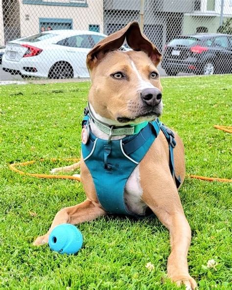 Triangulation Is An Important Aspect Of Sonar Detection R Sonarears