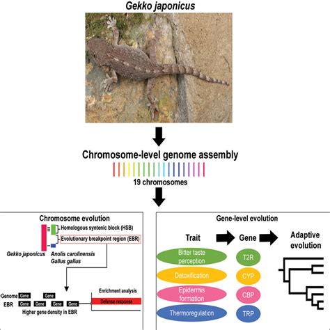 Chromosome Level Genome Assembly Of The Sea Cucumber Mrqoi