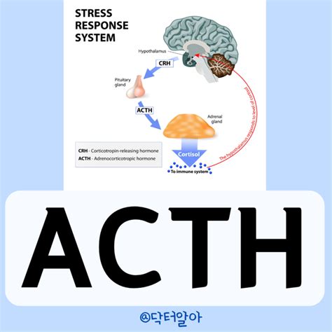 의사가 설명하는 Acth 검사 정상수치 높으면 낮으면 증가 감소 주의사항 관리 네이버 블로그