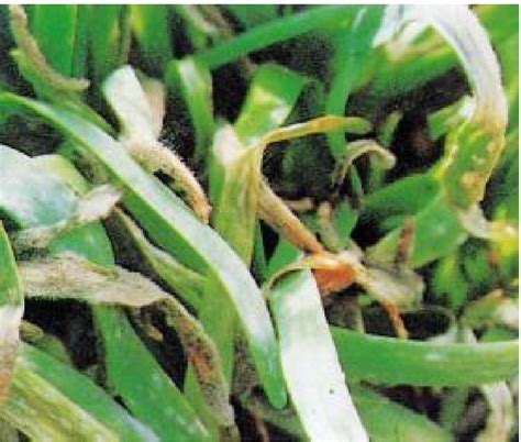 韭菜灰霉病 绿色食品蔬菜病虫害防治 图片