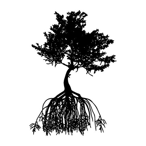 Rhizophora Mangle Cc0 1 0 Phylopic