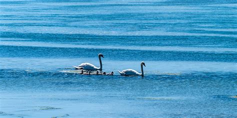 흰 백조 가족이 푸른 수면 위를 헤엄칩니다 호수 풍경에 아름 다운 야생 백조 푸른 물에 하얀 백조 강에 대한 스톡 사진 및 기타 이미지 Istock