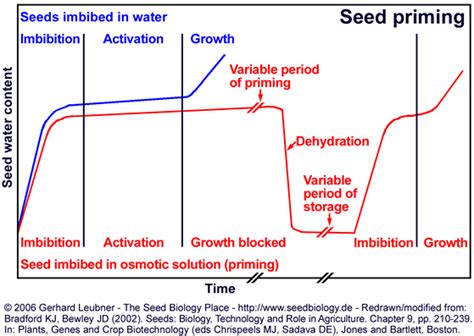 The Seed Biology Place Seed Technology And Biotechnology