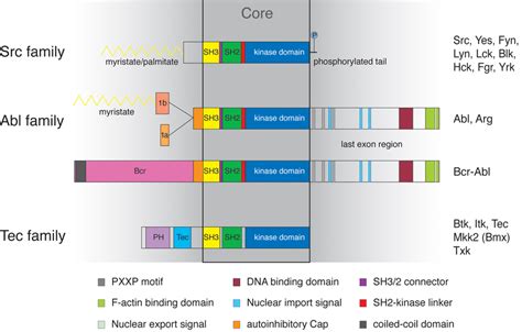 3 Domain Structures Of The Sh3 And Sh2 Domain Containing Tyrosine