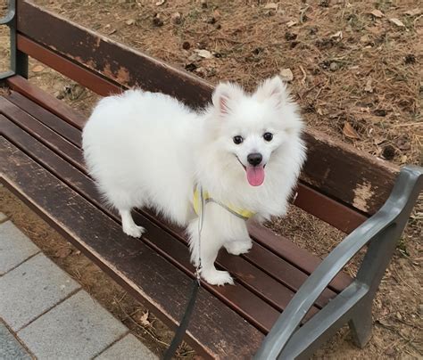 폼피츠 다미 강아지 책임분양 ♥ 아이조아 유기방지입양 파양 강아지보호소 고양이보호소 무료분양센터