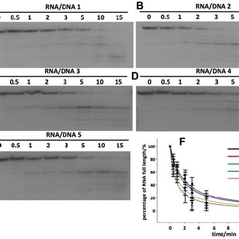 Rnase H Digestion Of Rna After Binding To Different Dnas The
