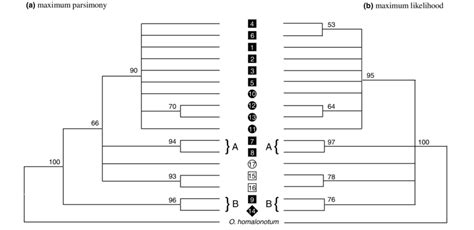 Phylogenetic Trees Based On Control Region Mtdna Sequence From Download Scientific Diagram