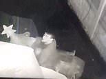 Video CCTV Footage Shows Vandal Performing Sex Act On Inflatable Tree Daily Mail Online