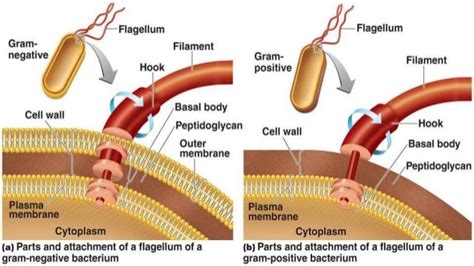 Flagella